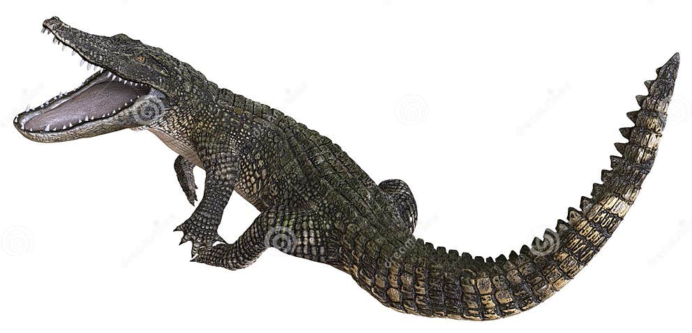 A Reference Image Alligator Isolated on White Background 3d ...