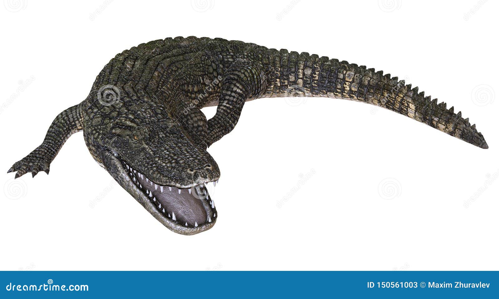 A Reference Image Alligator Isolated on White Background 3d ...