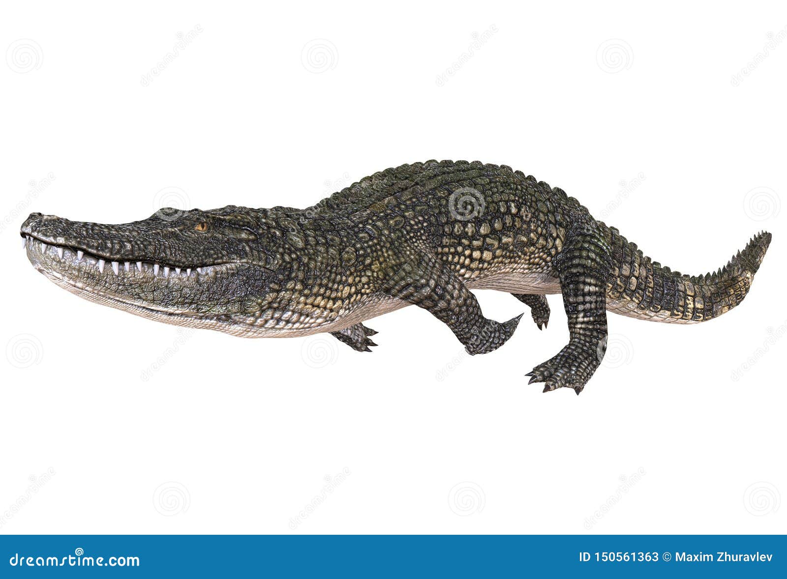 A Reference Image Alligator Isolated on White Background 3d ...