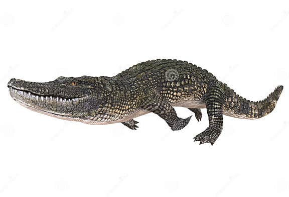 A Reference Image Alligator Isolated on White Background 3d ...