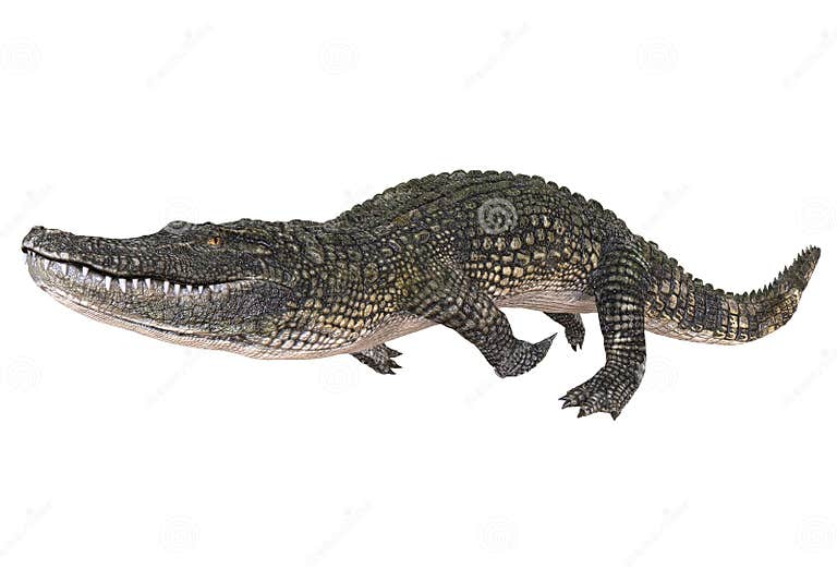 A Reference Image Alligator Isolated on White Background 3d ...