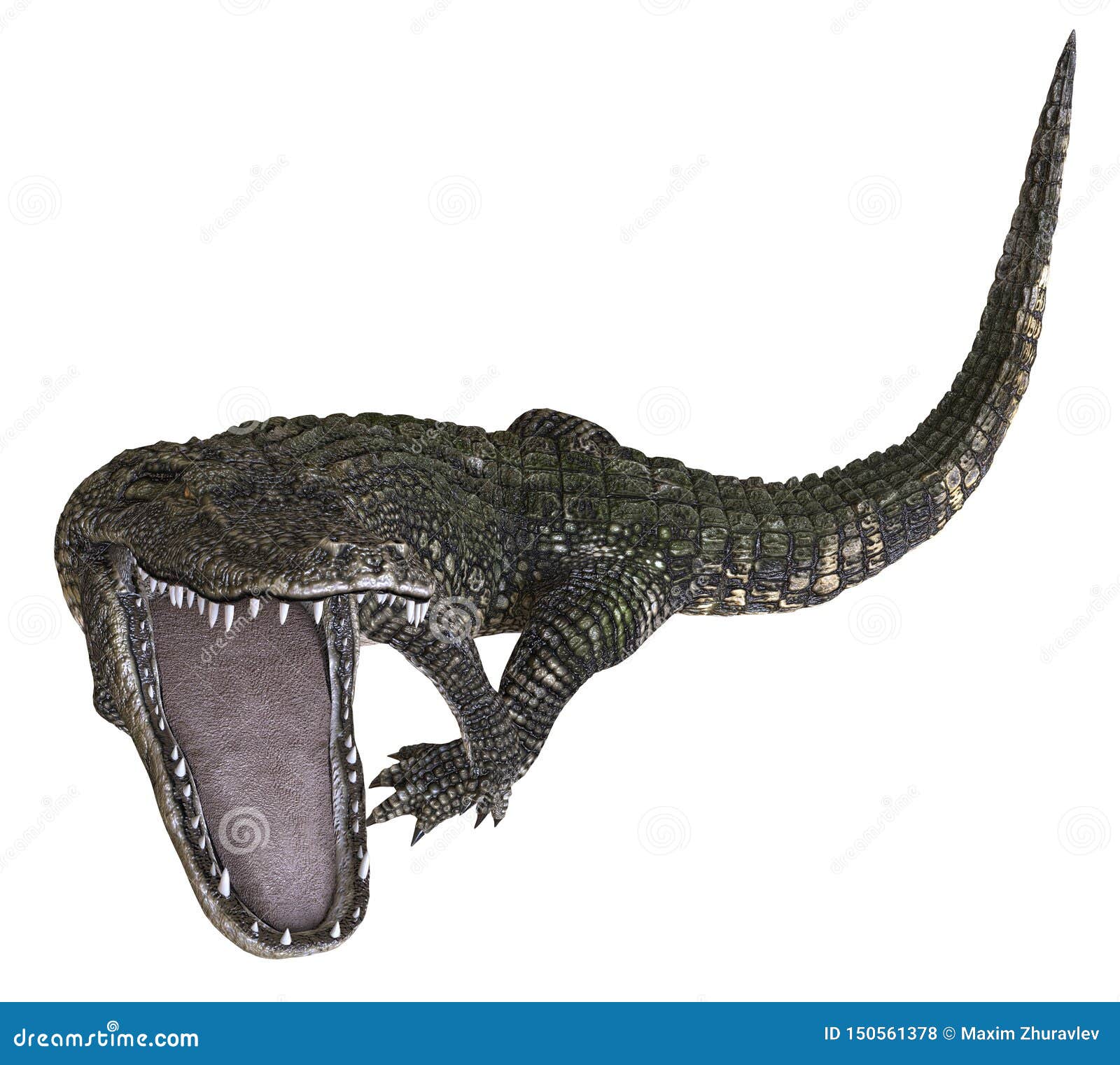 A Reference Image Alligator Isolated on White Background 3d ...