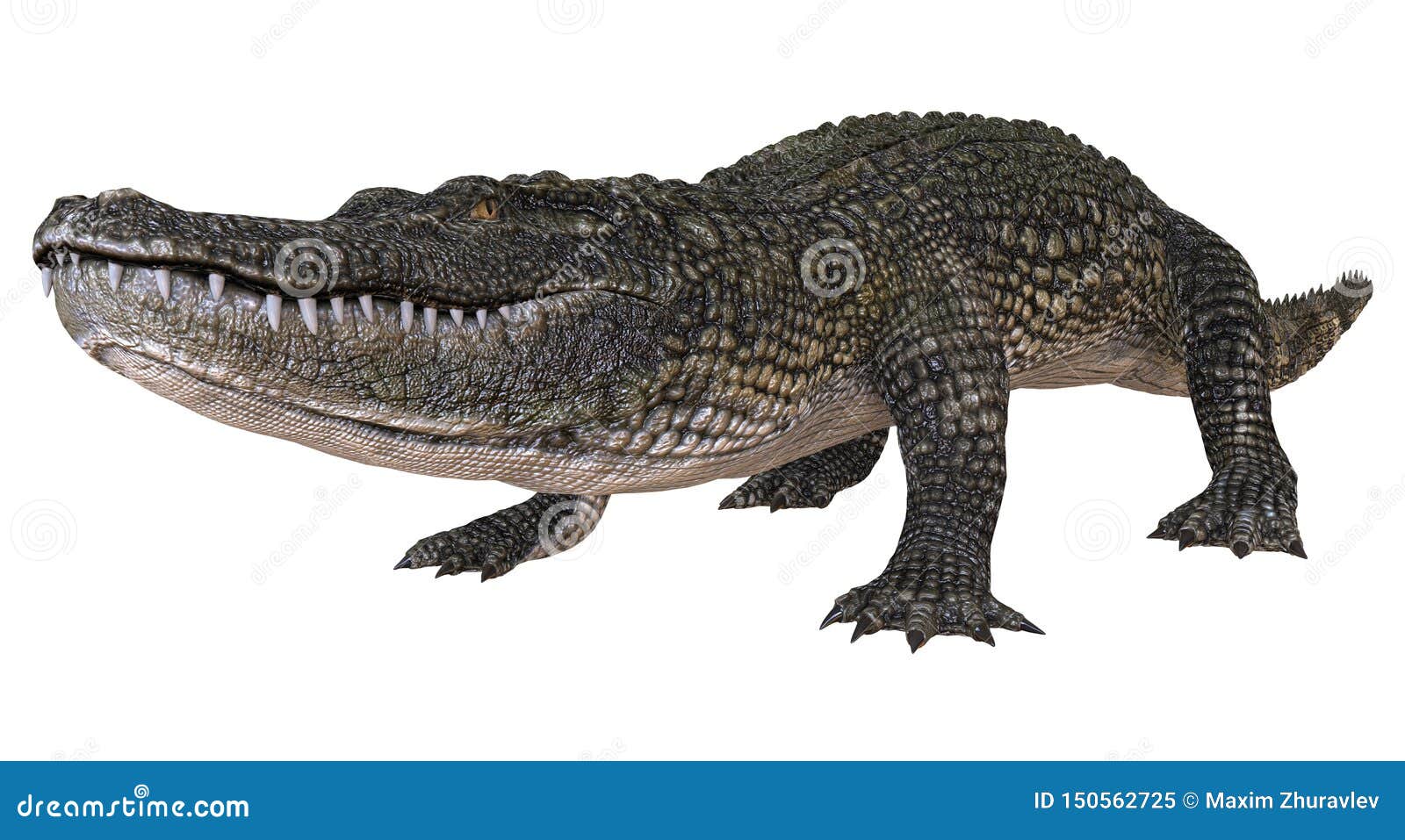 A Reference Image Alligator Isolated on White Background 3d ...