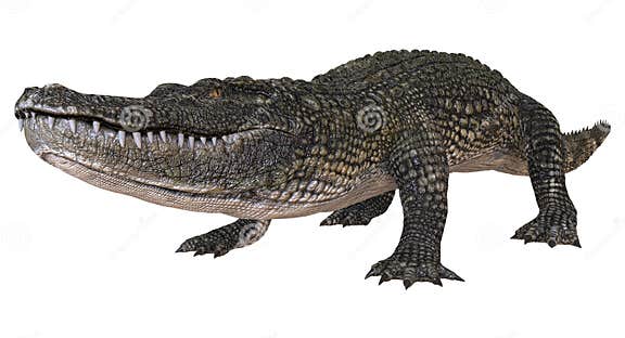 A Reference Image Alligator Isolated on White Background 3d ...