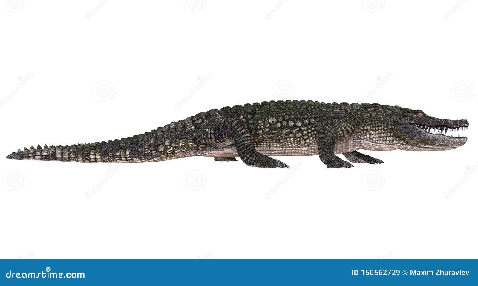 A Reference Image Alligator Isolated on White Background 3d ...
