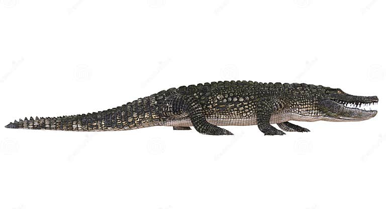 A Reference Image Alligator Isolated on White Background 3d ...