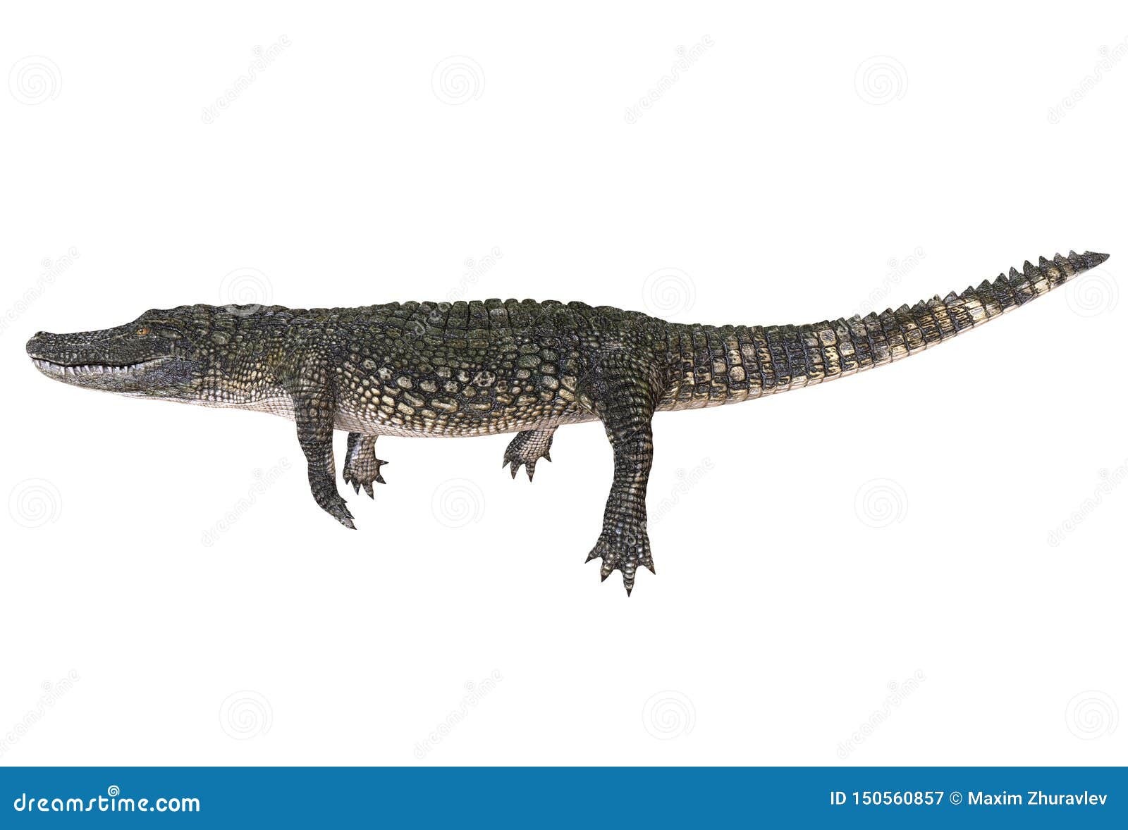 A Reference Image Alligator Isolated on White Background 3d ...