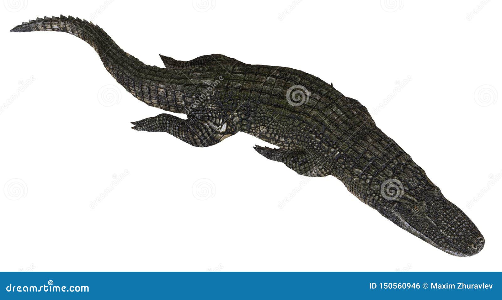 A Reference Image Alligator Isolated on White Background 3d ...