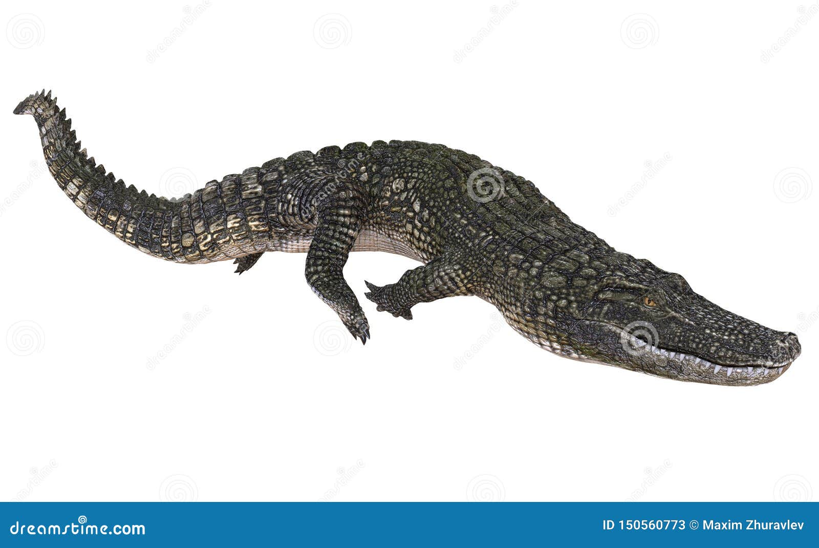 A Reference Image Alligator Isolated on White Background 3d ...