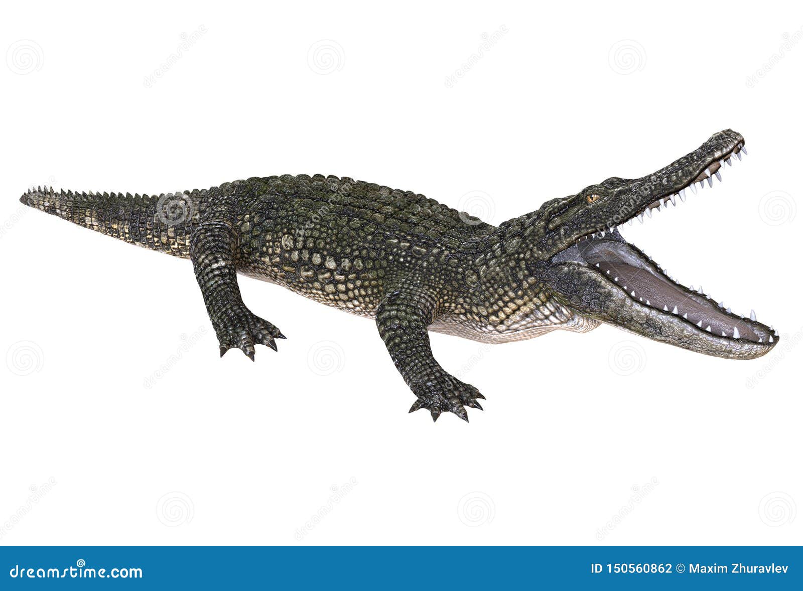 A Reference Image Alligator Isolated on White Background 3d ...