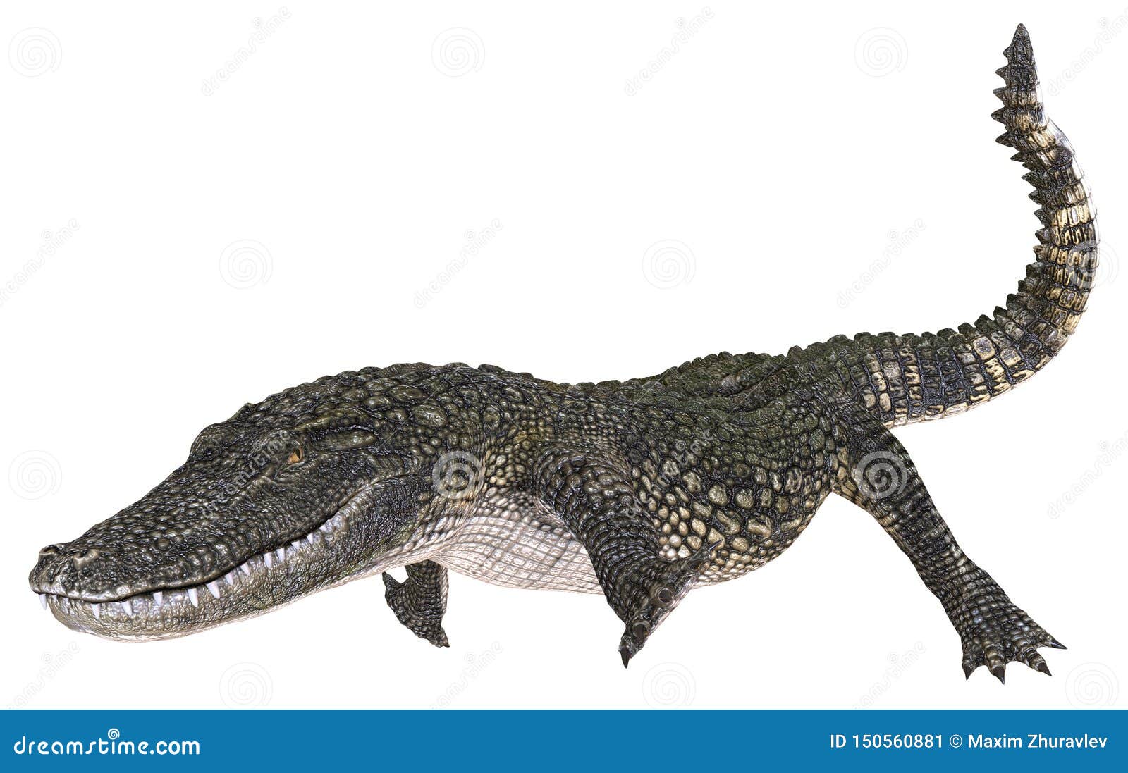 A Reference Image Alligator Isolated on White Background 3d ...