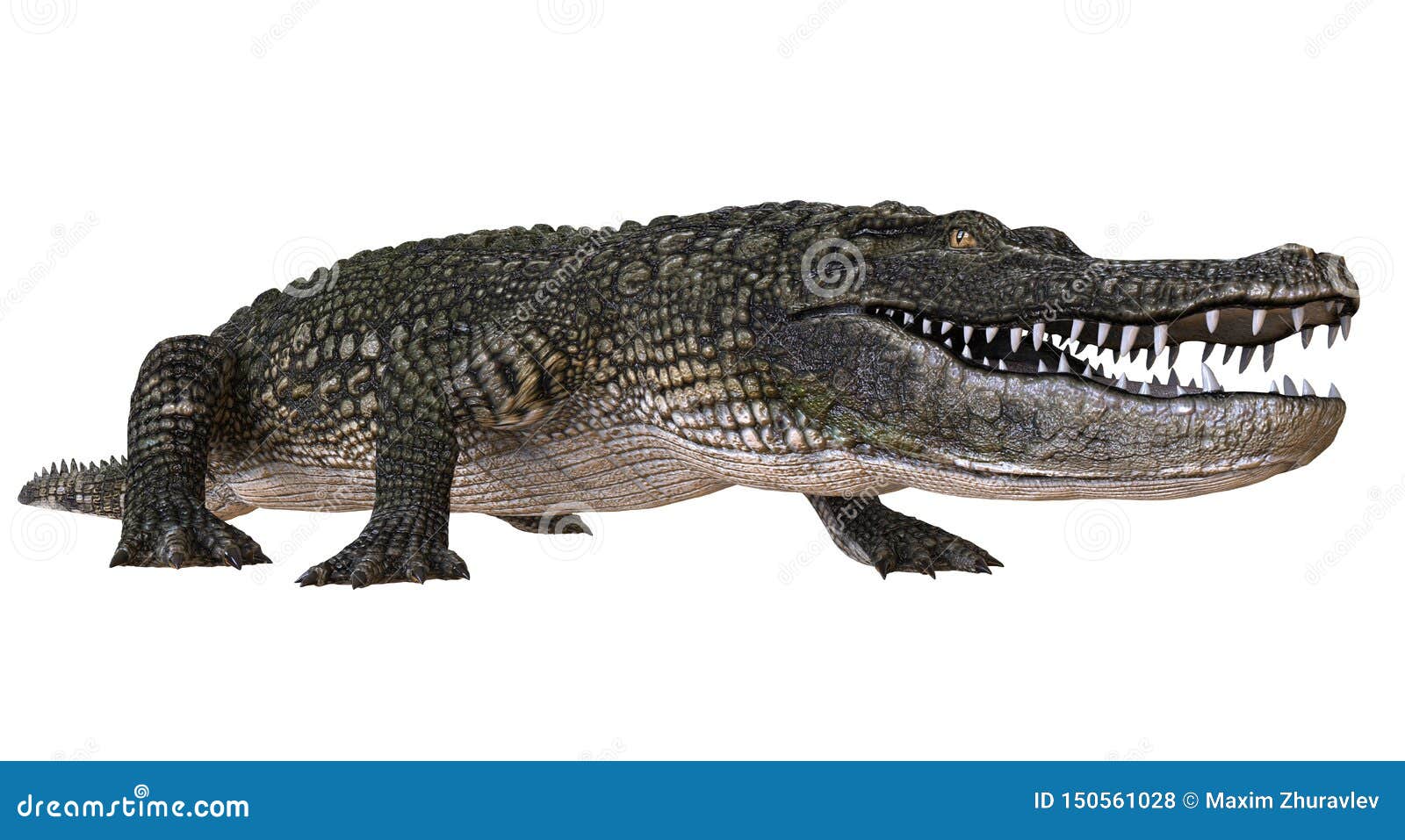 A Reference Image Alligator Isolated On White Background 3d ...