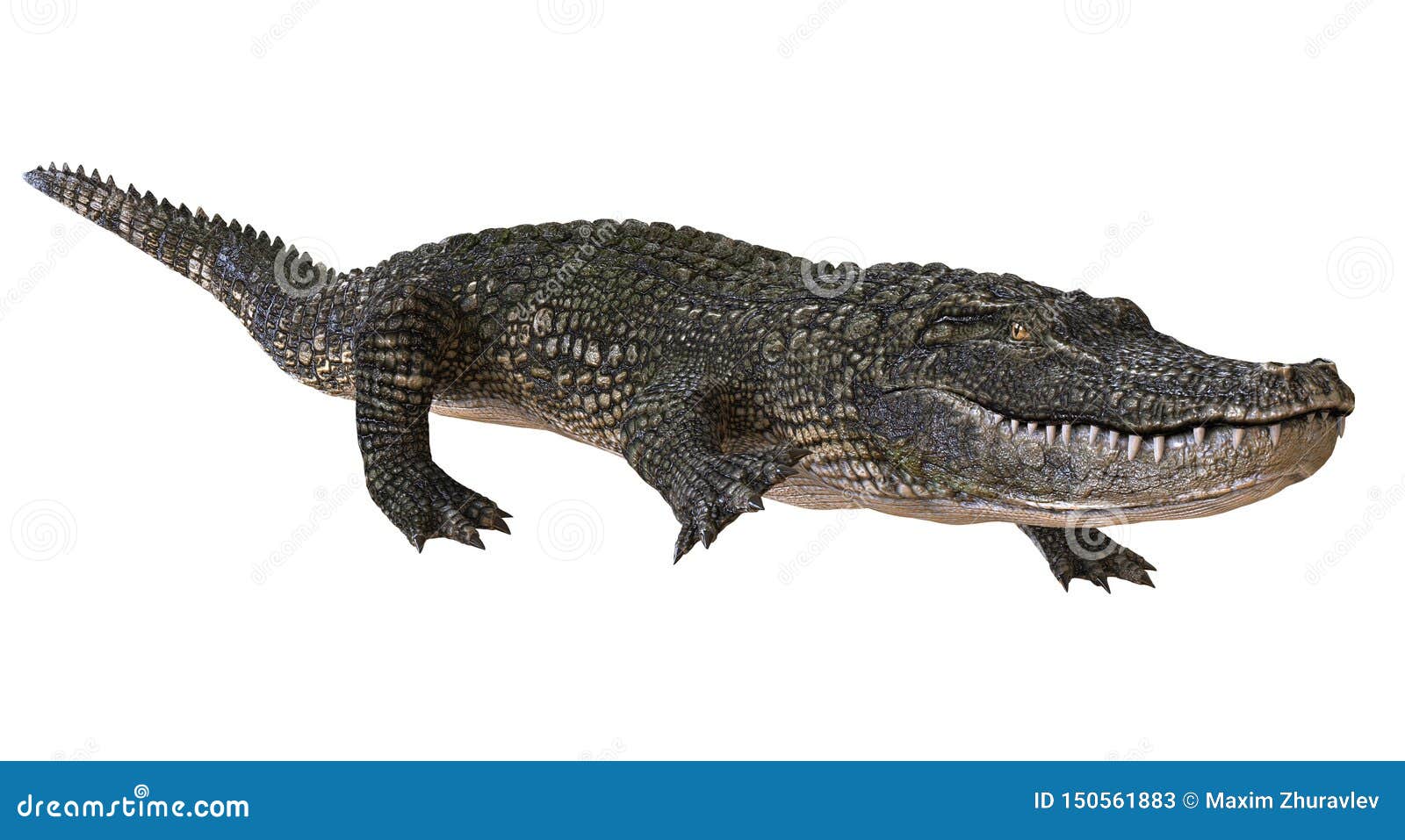 A Reference Image Alligator Isolated on White Background 3d ...