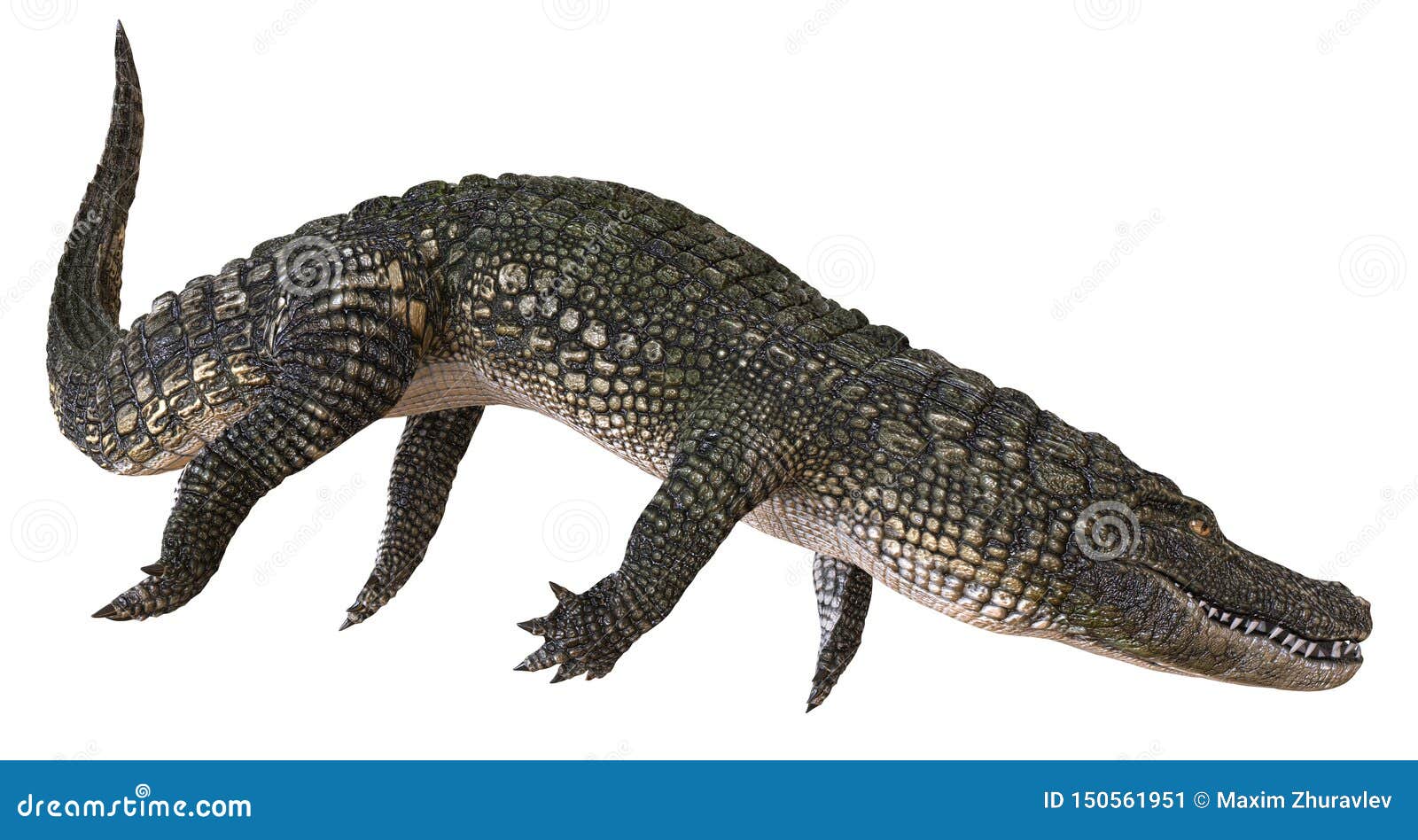 A Reference Image Alligator Isolated on White Background 3d ...