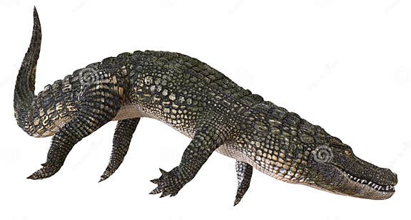 A Reference Image Alligator Isolated on White Background 3d ...