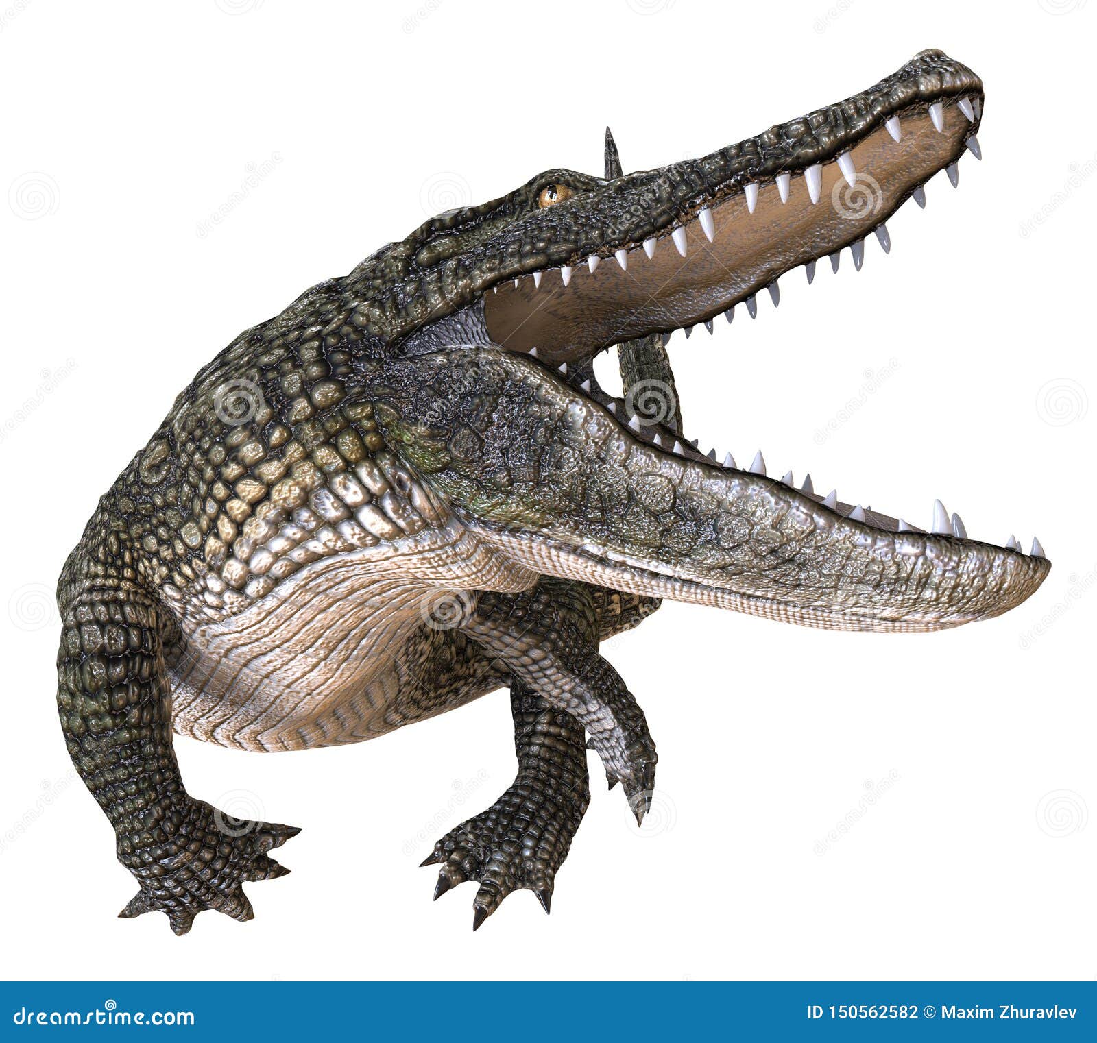 A Reference Image Alligator Isolated on White Background 3d ...