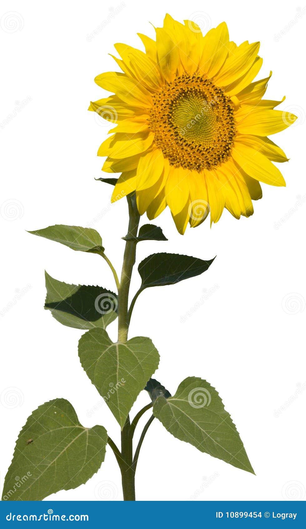 Refined sunflower isolated stock photo. Image of beauty - 10899454