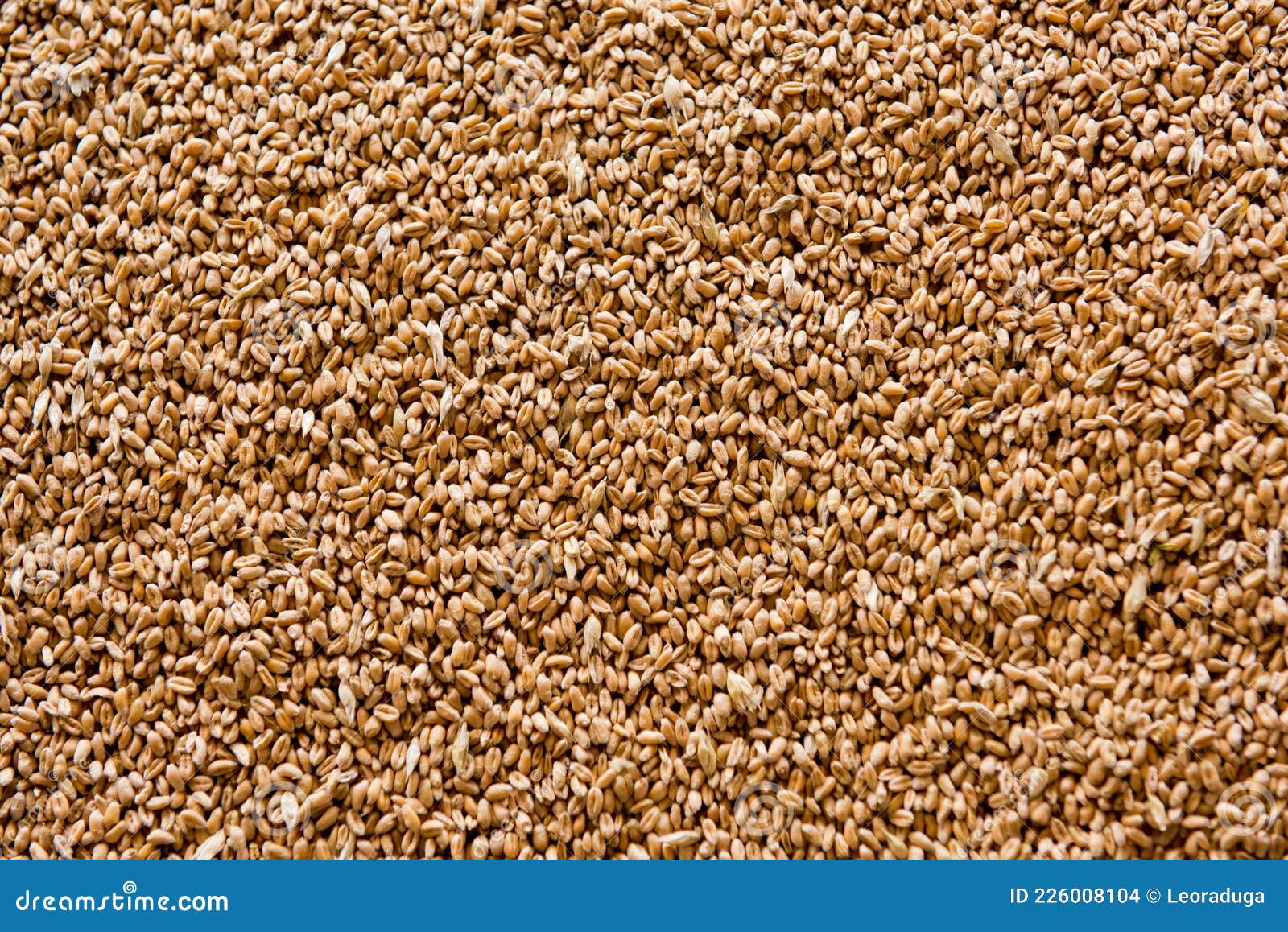 Refined Wheat Grains.Texture, Background Stock Photo - Image of cereal ...