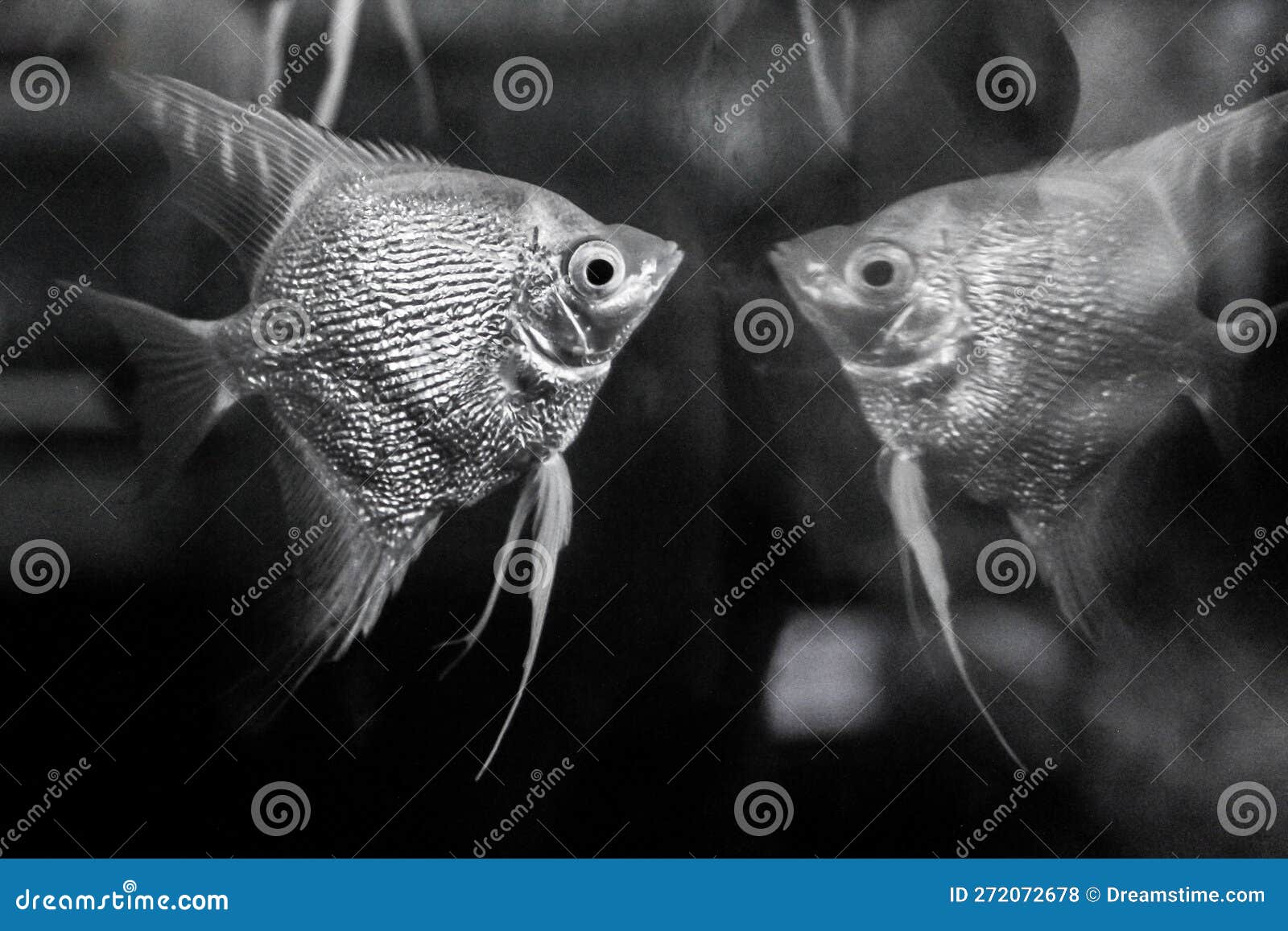 Reflected Fish stock photo. Image of fish, organism - 272072678