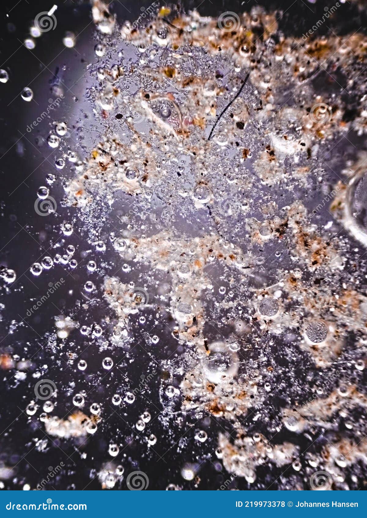 Reflected Light Microscopy of House Dust Sample Stock Photo - Image of ...