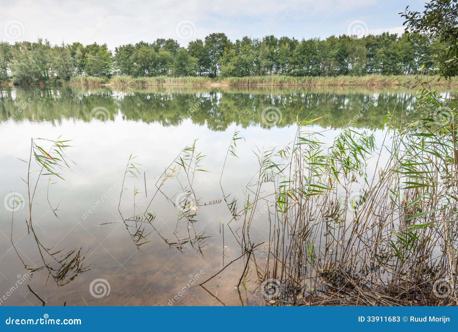 Reflected reeds stock image. Image of green, nature, environment - 33911683