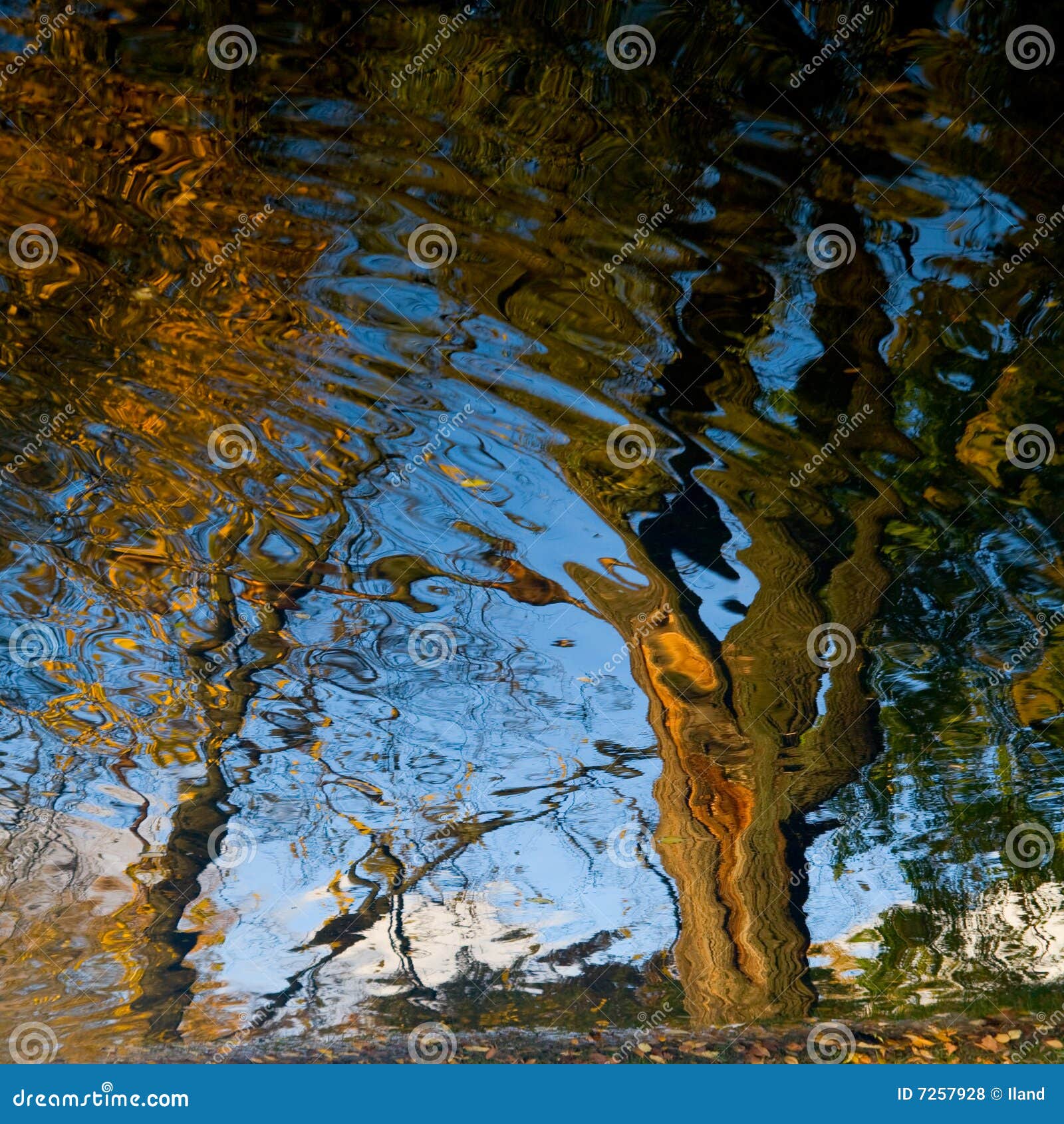 Reflected trees stock photo. Image of contemplation, form - 7257928