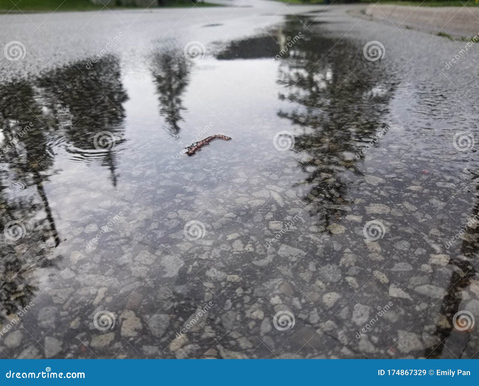 Reflected in the Water stock image. Image of river, lake - 174867329