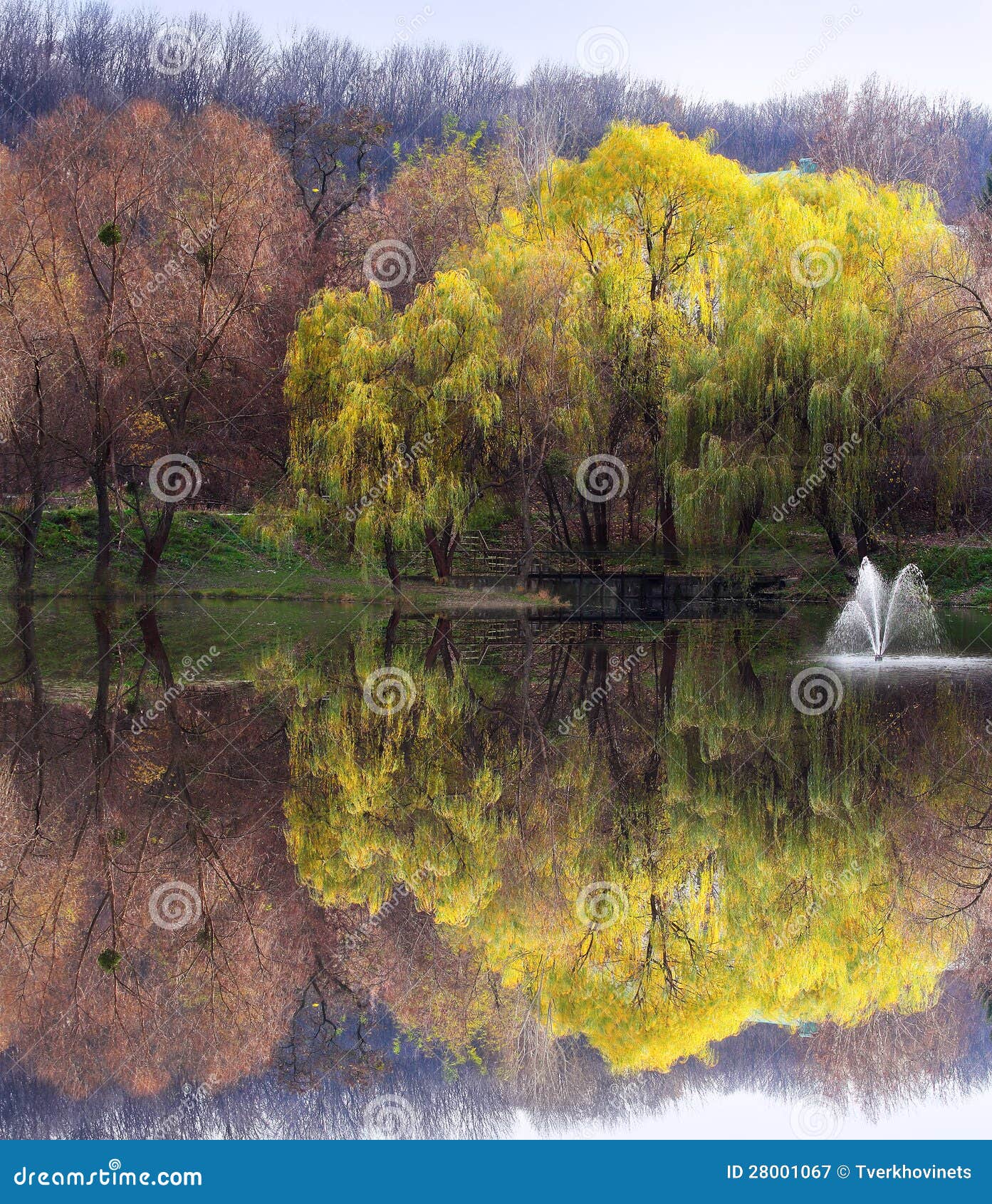 Reflected willow tree stock image. Image of park, reflection - 28001067