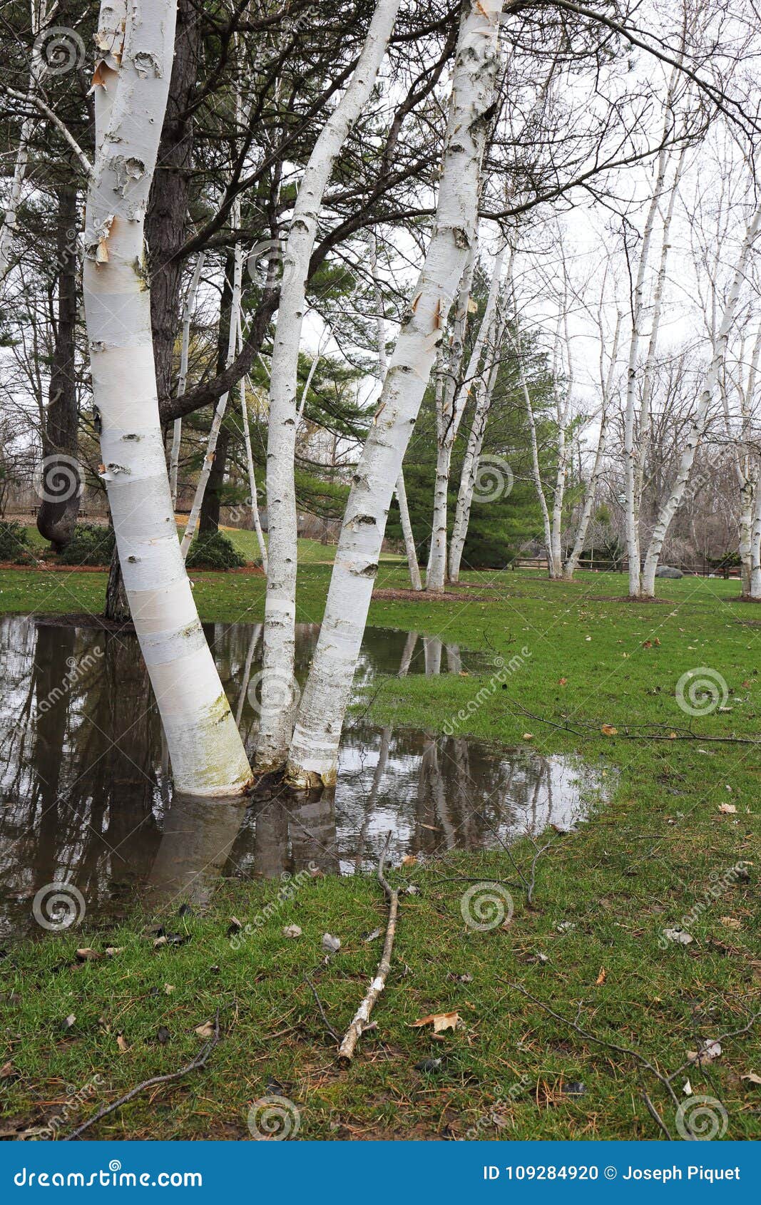 Reflecting Birch Pools stock photo. Image of inundation - 109284920