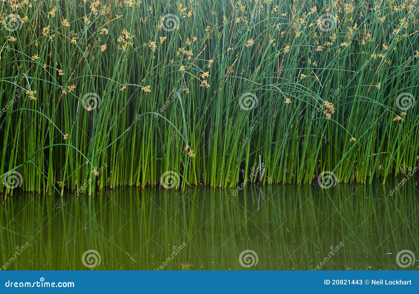 Reflecting Green Reeds stock image. Image of horizontal - 20821443
