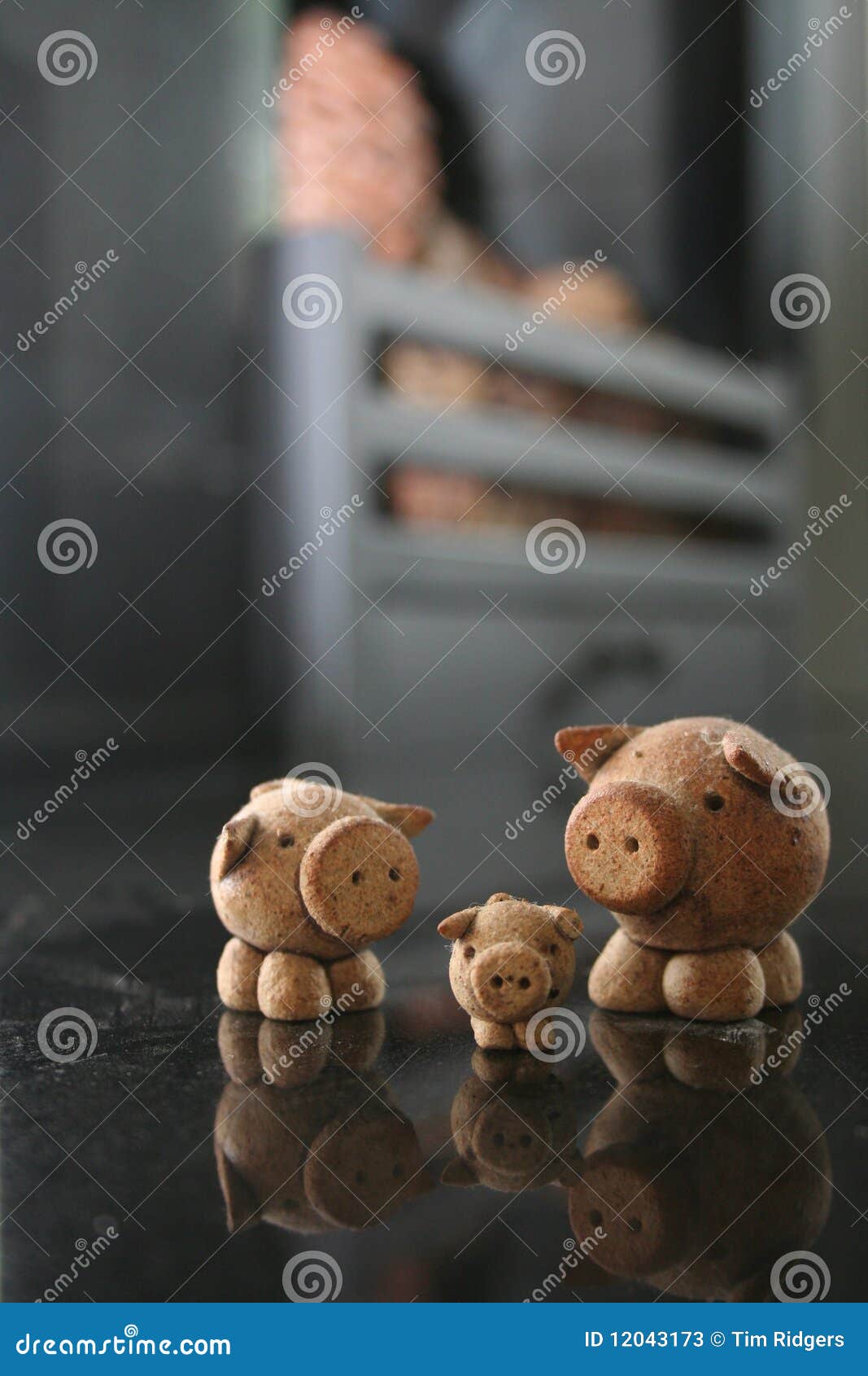 Reflecting Pigs stock image. Image of love, home, pigs - 12043173