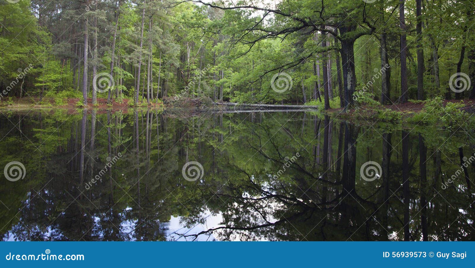 Reflecting pond stock image. Image of wood, white, gray - 56939573