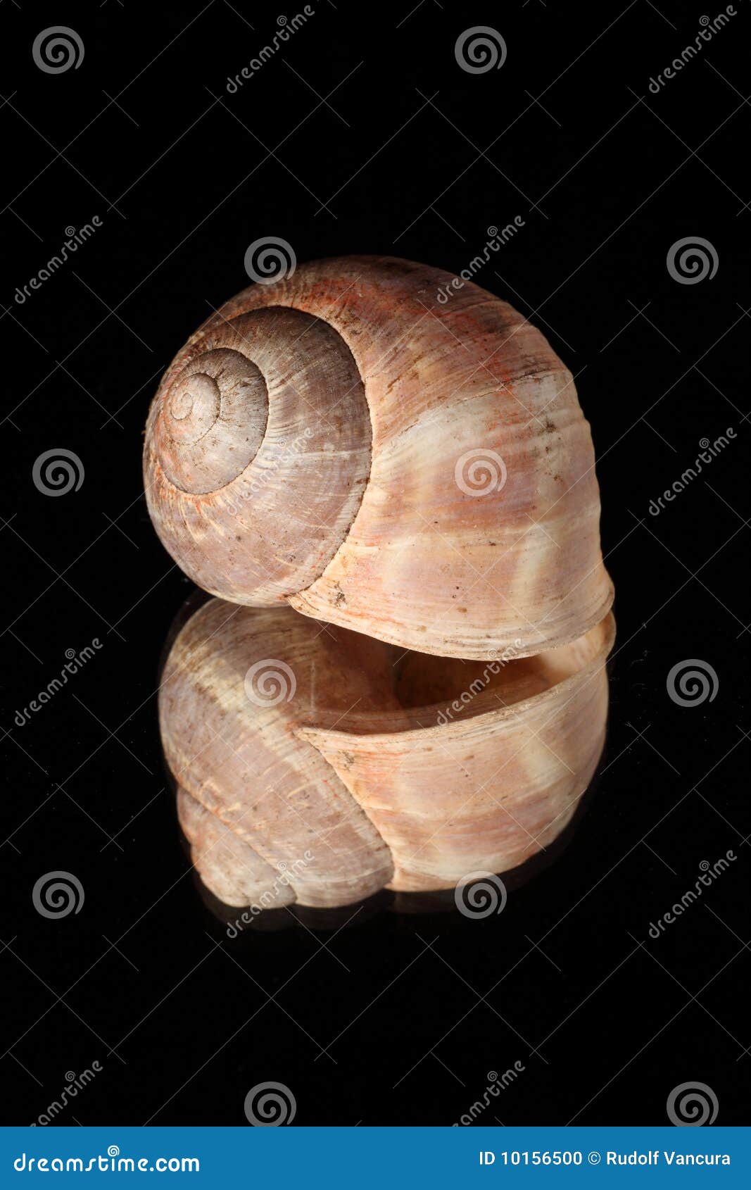 Sea Snail Shell. Huge Sea Snail Shell, Shell From Large Sea Mollusk ...