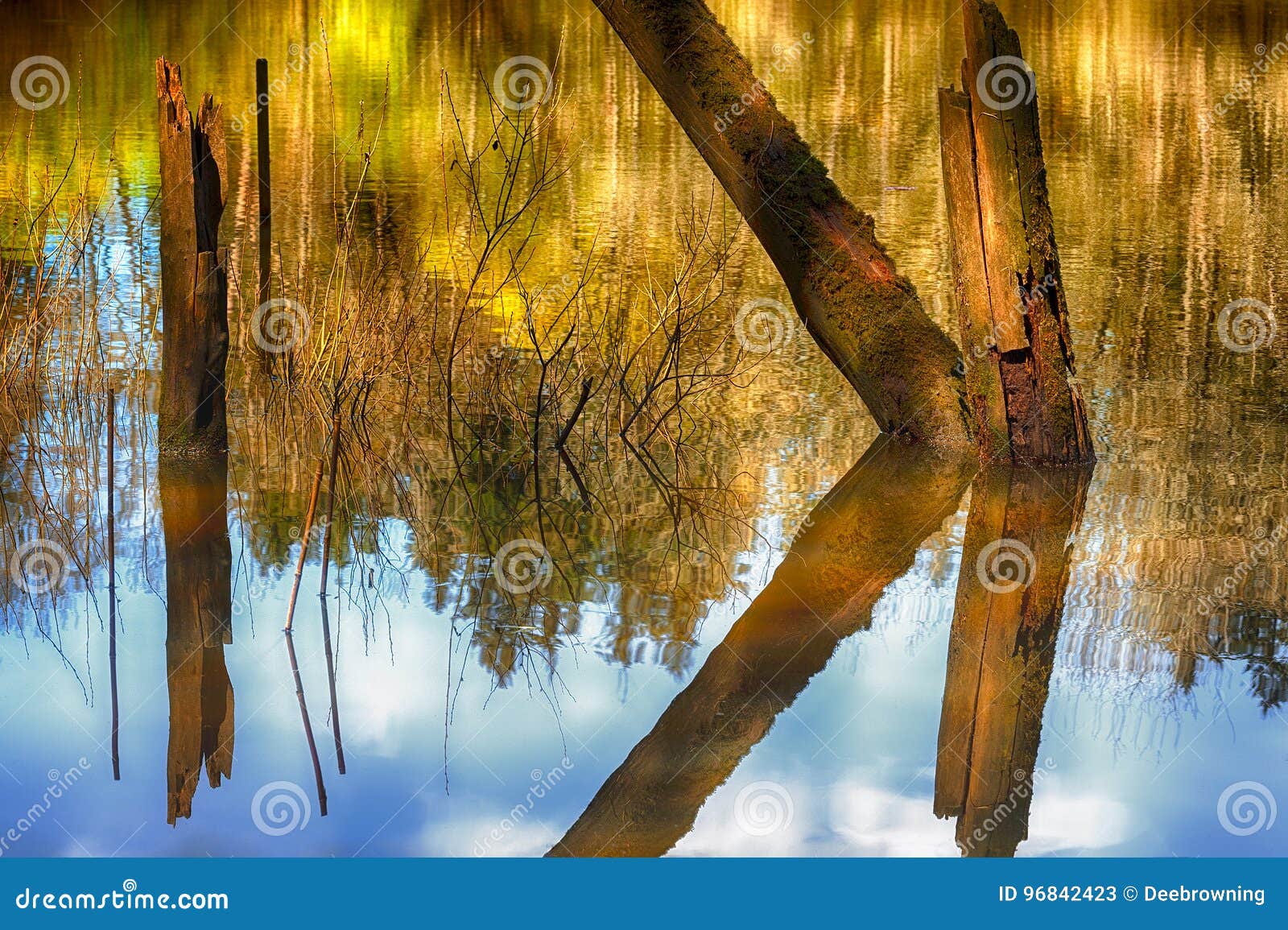 Reflecting Tree Stumps on Lake Water Stock Image - Image of autumn ...