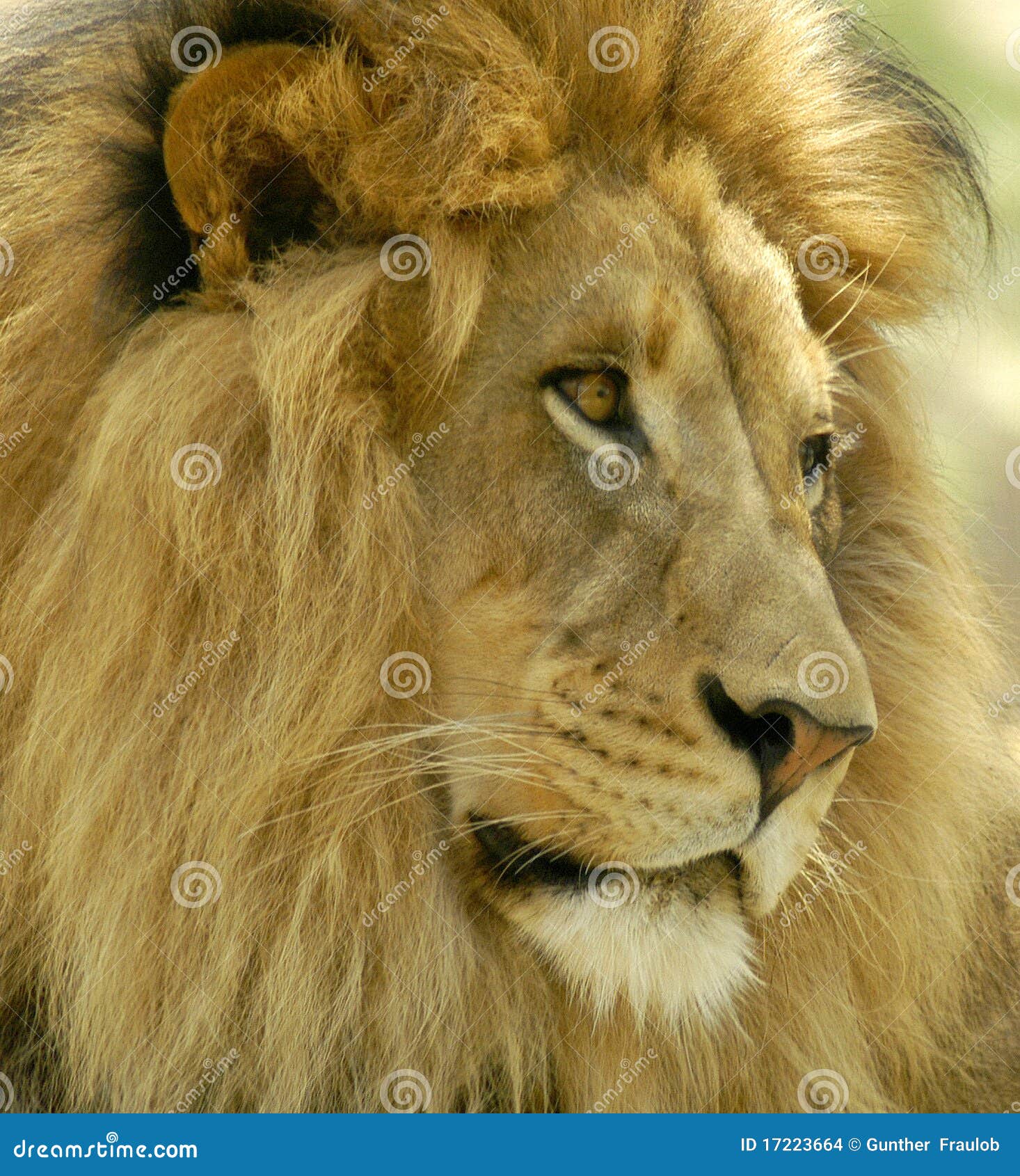 Male Lion Gazing for Prey in the Distance. Stock Photo - Image of male ...