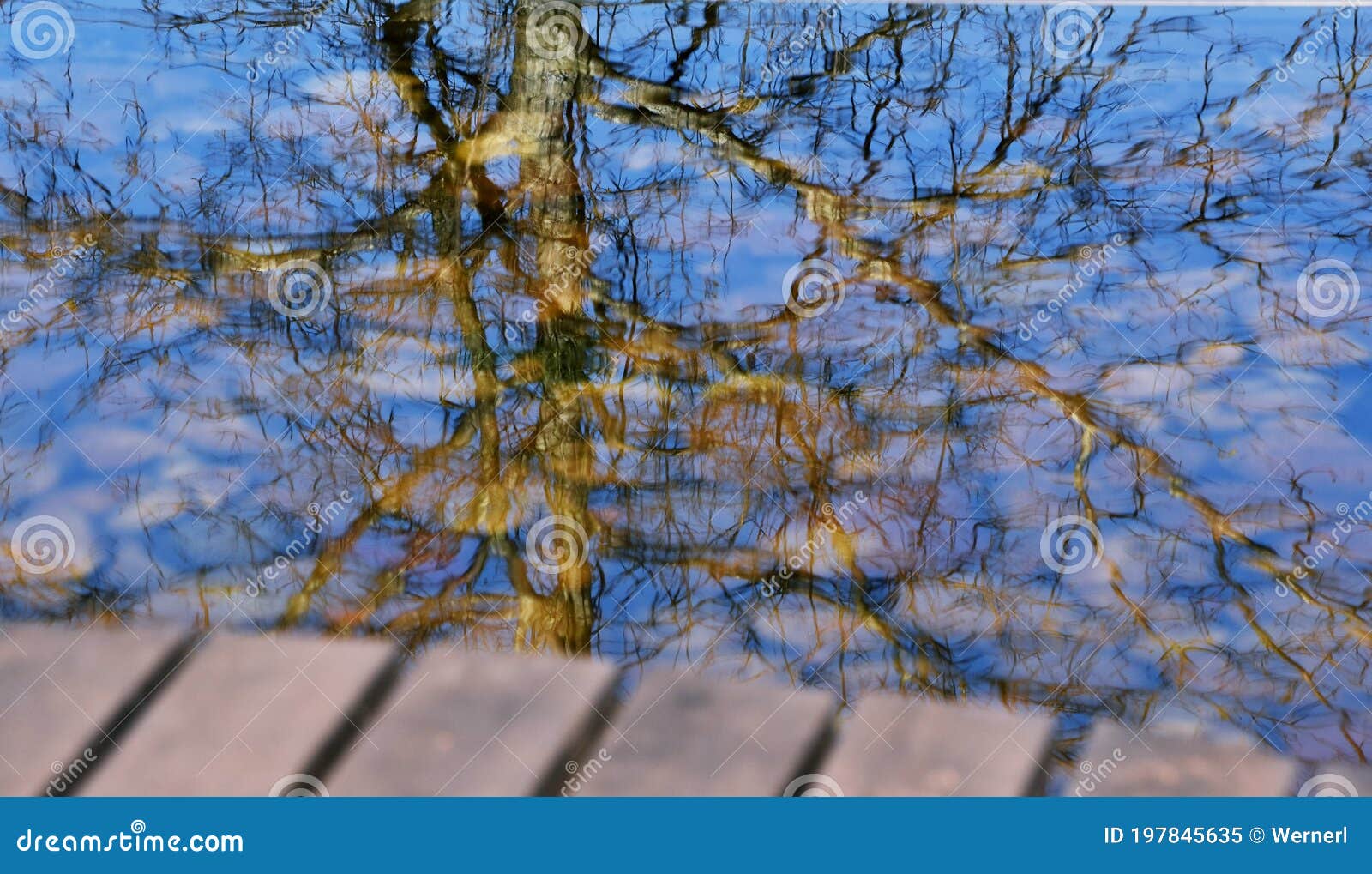 A Tree Reflecting in a Water Feature Stock Image - Image of blue ...