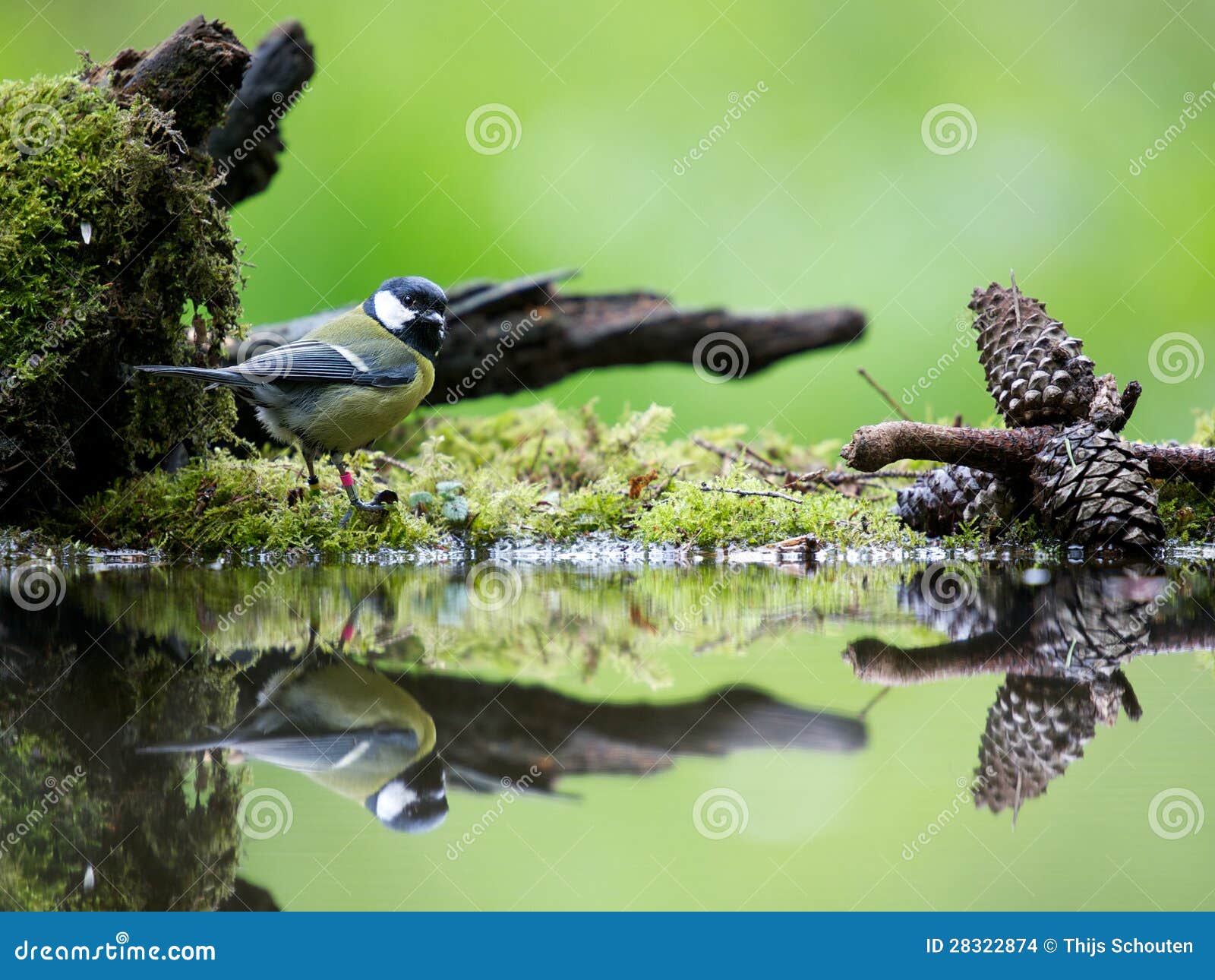 Reflection stock photo. Image of beautiful, background - 28322874