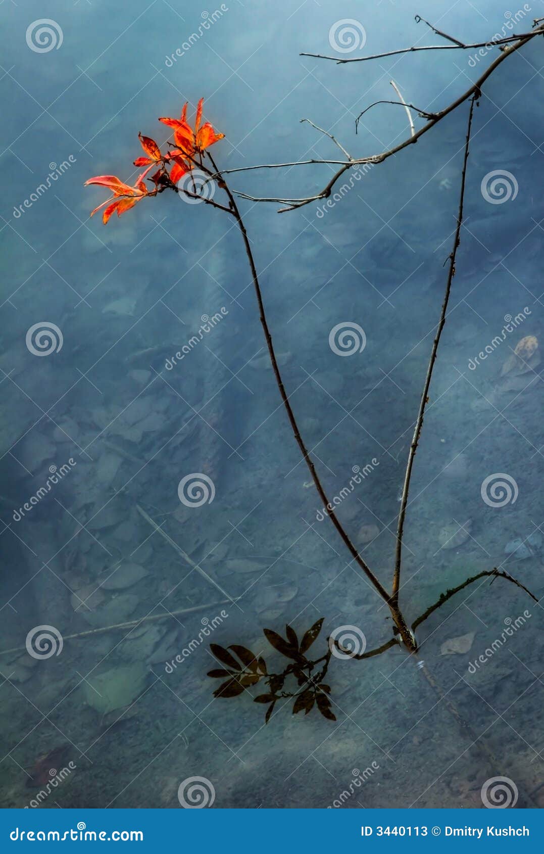 Reflection of Autumn Branch Stock Image - Image of night, christianity ...