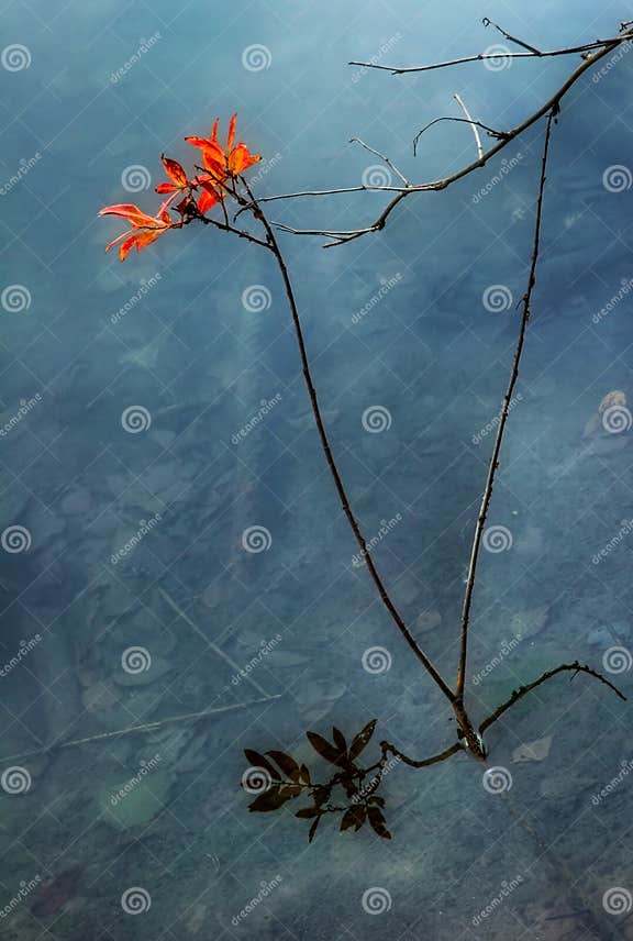 Reflection of Autumn Branch Stock Image - Image of night, christianity ...