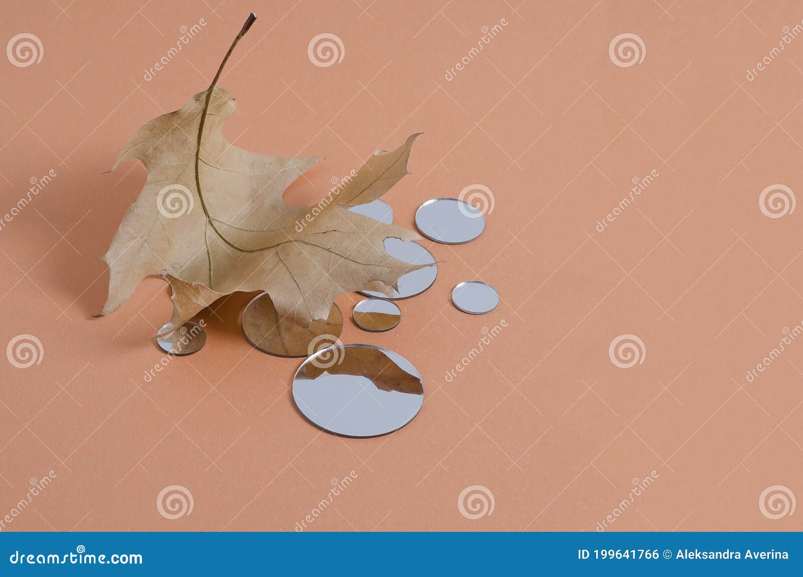 Reflection of an Autumn Brown Oak Leaf in Round Mirrors. Empty Beige ...
