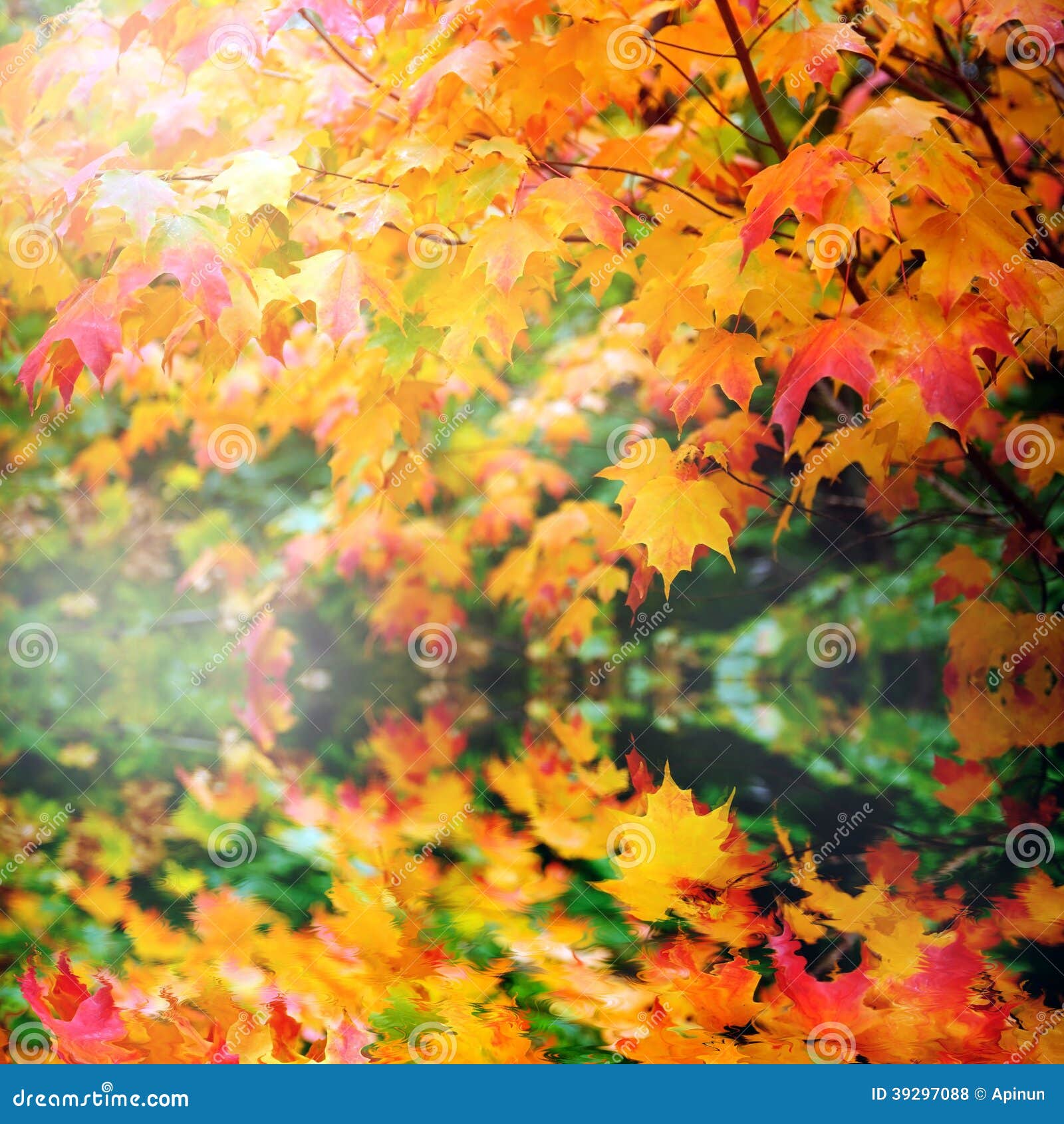 Reflection of Autumn Leaves Stock Photo - Image of season, natural ...