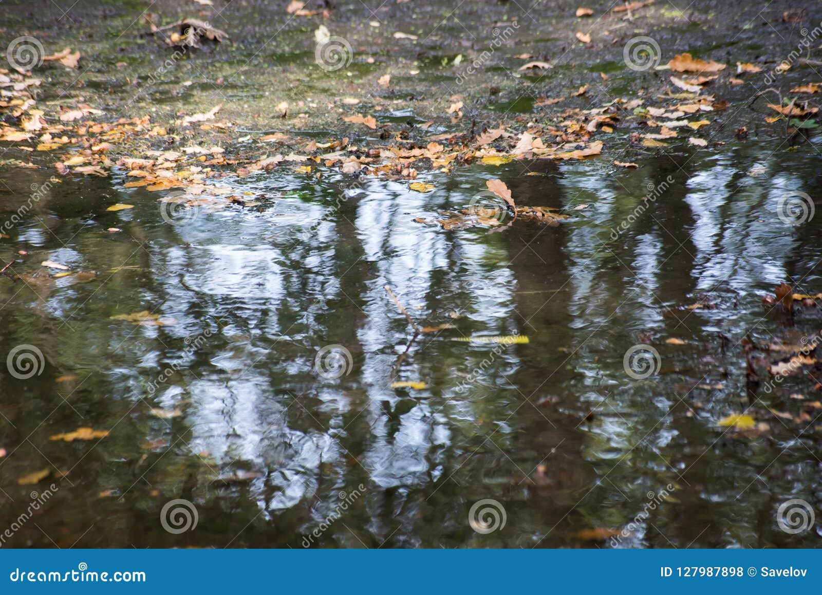 Reflection in the Autumn Puddle with Fallen Leaves Stock Photo - Image ...