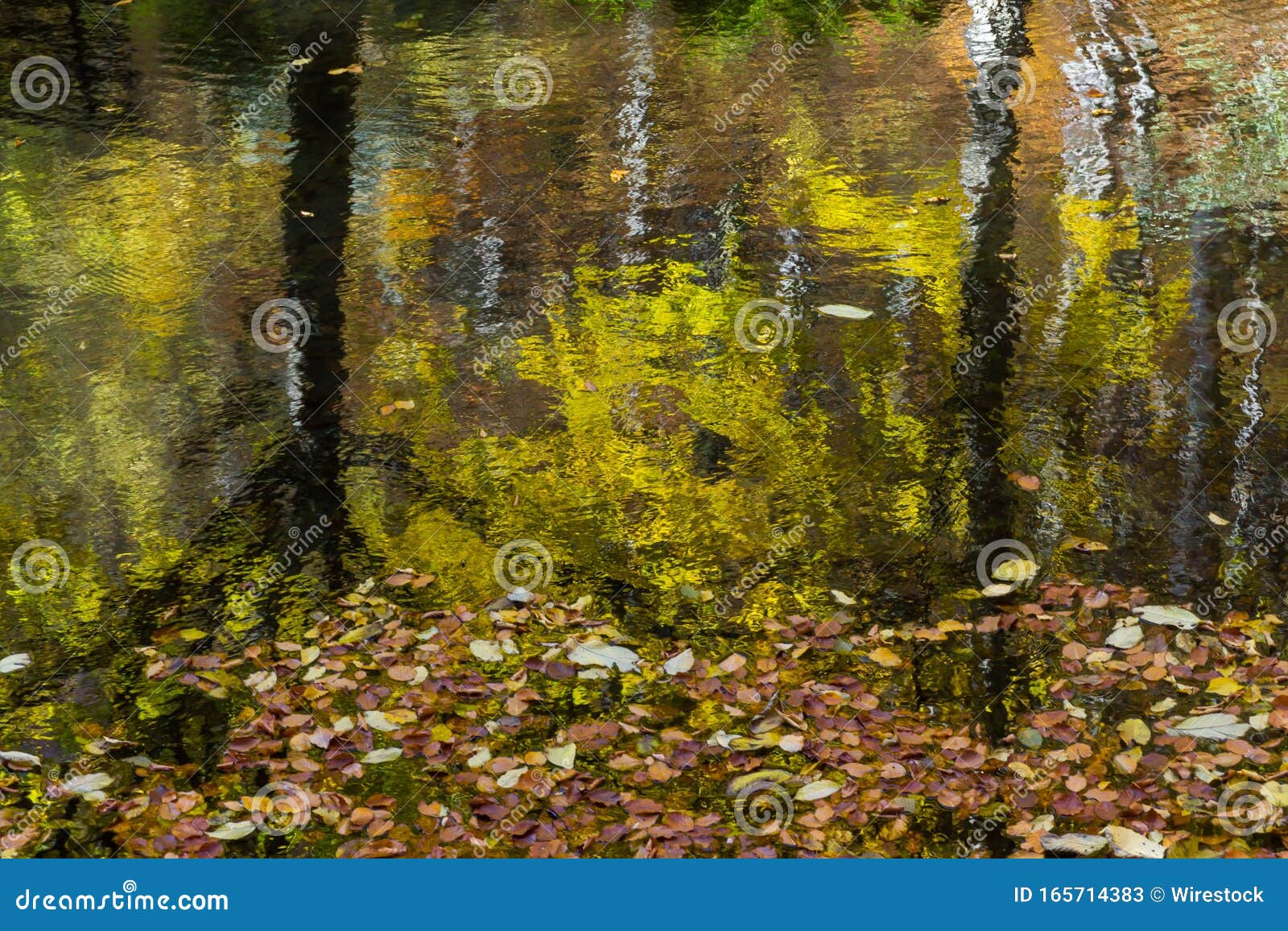 Reflection of Autumn Trees and Fallen Leave in the Water Stock Image ...