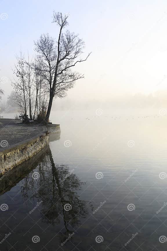 Reflection of a Bare Tree on a Clear Lake with a Thick Fog in the ...