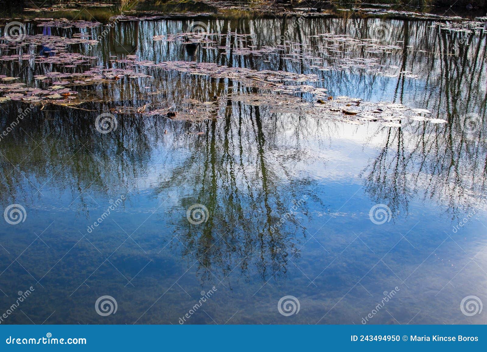 Reflection on the Bogs Water Stock Photo - Image of lily, swamp: 243494950