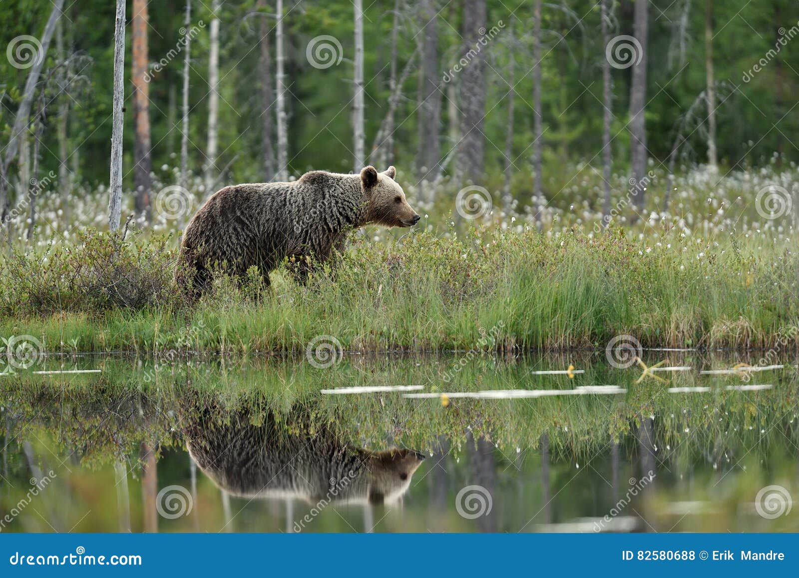 Reflection of a Brown Bear in Water Stock Photo - Image of arctos ...