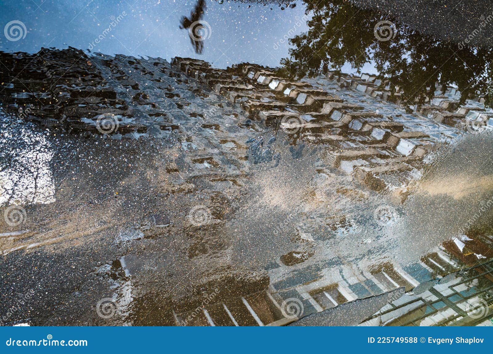 Reflection of a Building in a Puddle and a Flying Bird Stock Photo ...