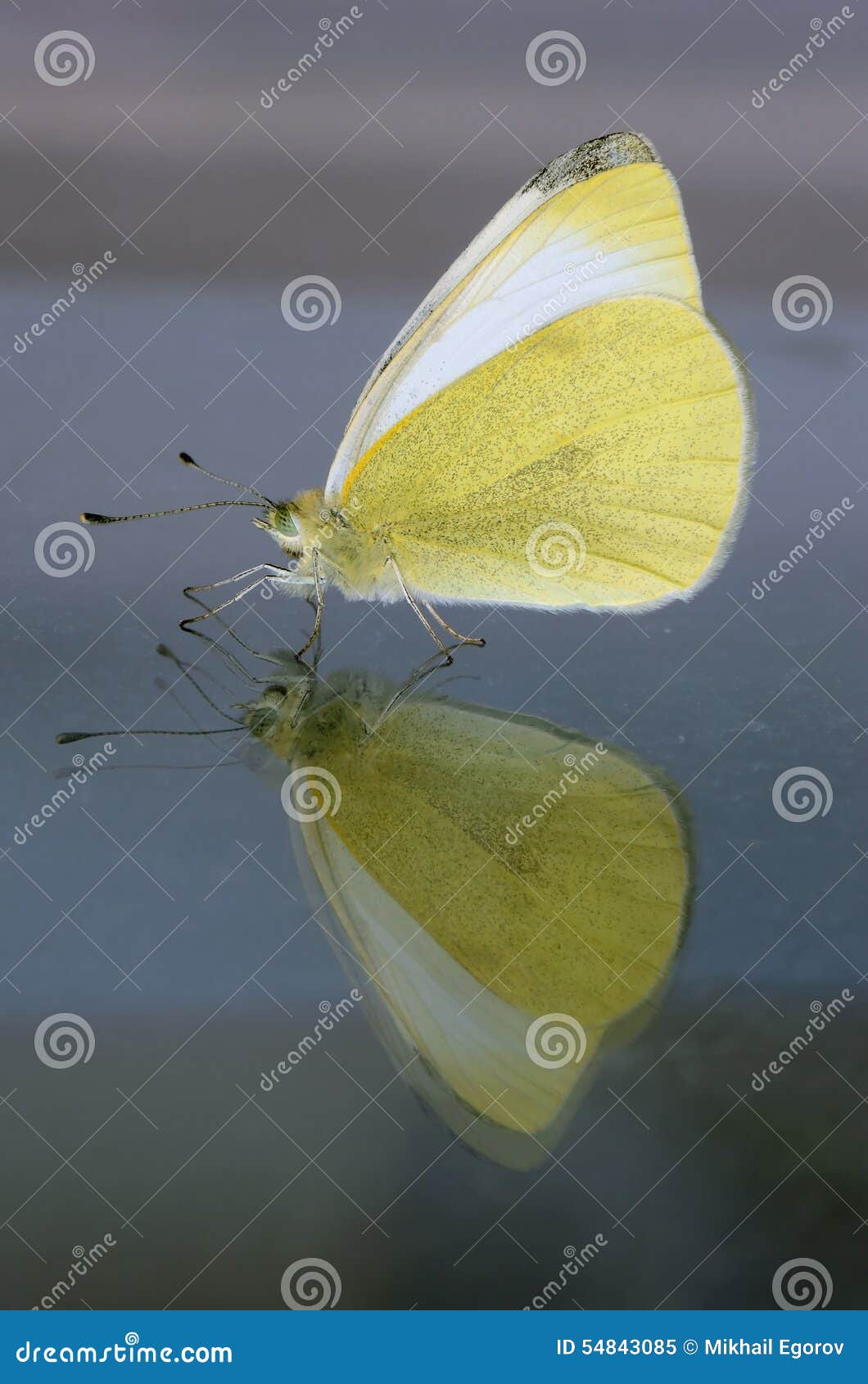 Reflection Butterfly. Side View Stock Image - Image of insects, sitting ...