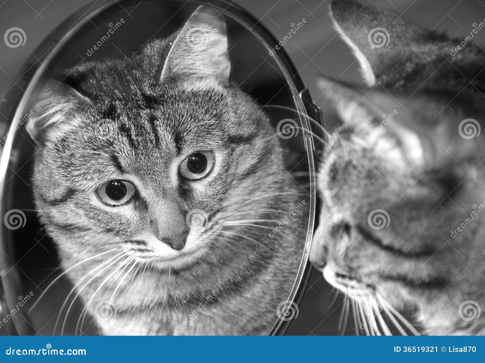 Reflection stock image. Image of eyes, cats, glance, wool - 36519321