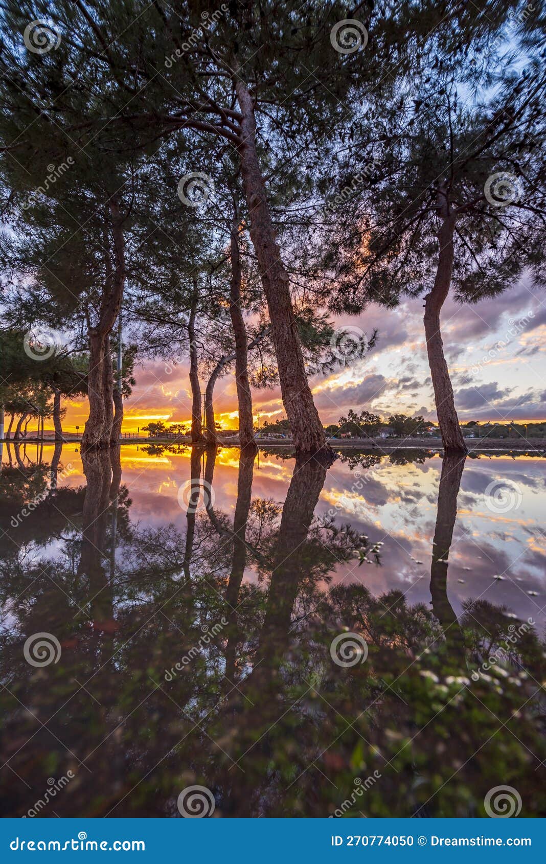Sunset with Trees and Reflection Stock Photo - Image of evening, yellow ...